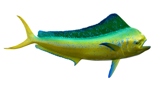 Cow Dolphin Fish Mounts | King Sailfish Mounts