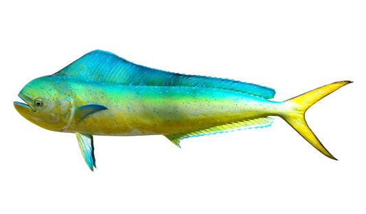 Cow Dolphin Fish Mounts | King Sailfish Mounts