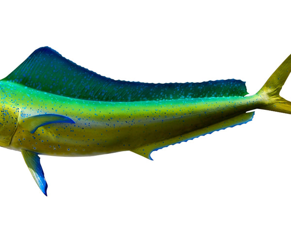 51 hot Inch Cow Dolphin Fish