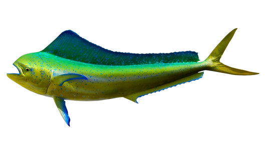 Cow Dolphin Fish Mounts | King Sailfish Mounts