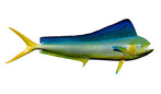 52-Inch Cow Dolphin Fish Mount | King Sailfish Mounts