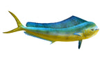 53-Inch Cow Dolphin Fish Mount | King Sailfish Mounts