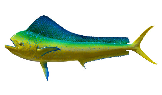 Cow Dolphin Fish Mounts | King Sailfish Mounts