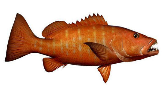 Cubera Snapper Fish Mounts | King Sailfish Mounts