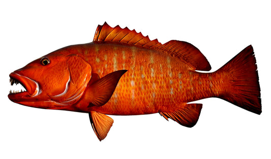 Cubera Snapper Fish Mounts | King Sailfish Mounts