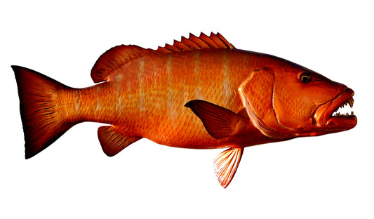 Cubera Snapper Fish Mounts | King Sailfish Mounts