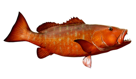 Cubera Snapper Fish Mounts | King Sailfish Mounts