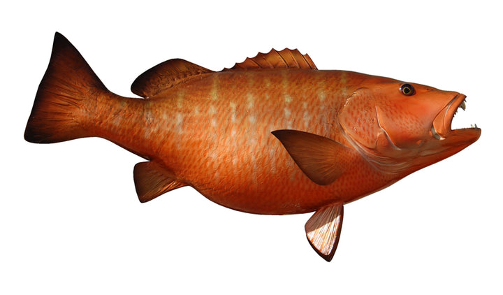 Cubera Snapper Fish Mounts | King Sailfish Mounts