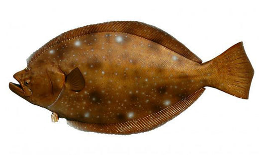 Flounder Fish Mounts | King Sailfish Mounts