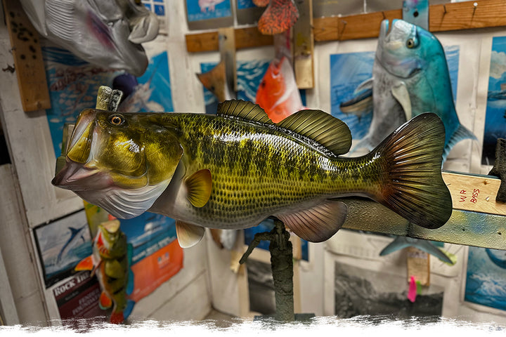 King Sailfish Mounts | Fish Mounts & Replicas