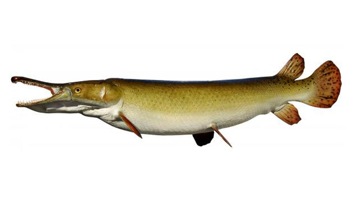 Gar Fish Mounts | King Sailfish Mounts