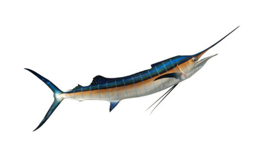 Atlantic Sailfish Fish Mounts | King Sailfish Mounts