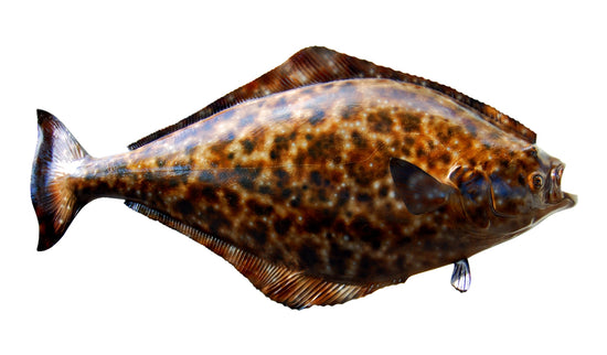 Halibut Fish Mounts | King Sailfish Mounts