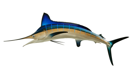 Hatchet Marlin Fish Mounts | King Sailfish Mounts