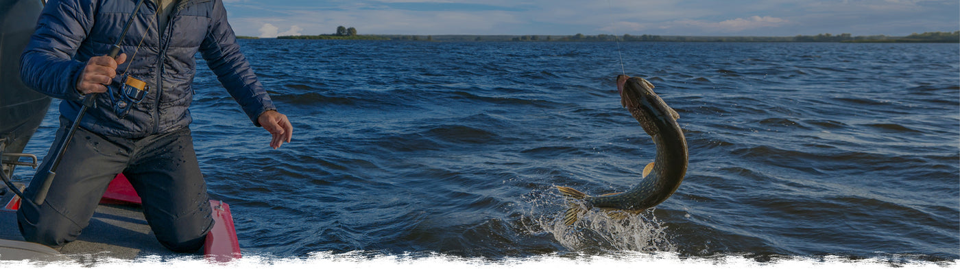 Miniature Mounts | King Sailfish Mounts