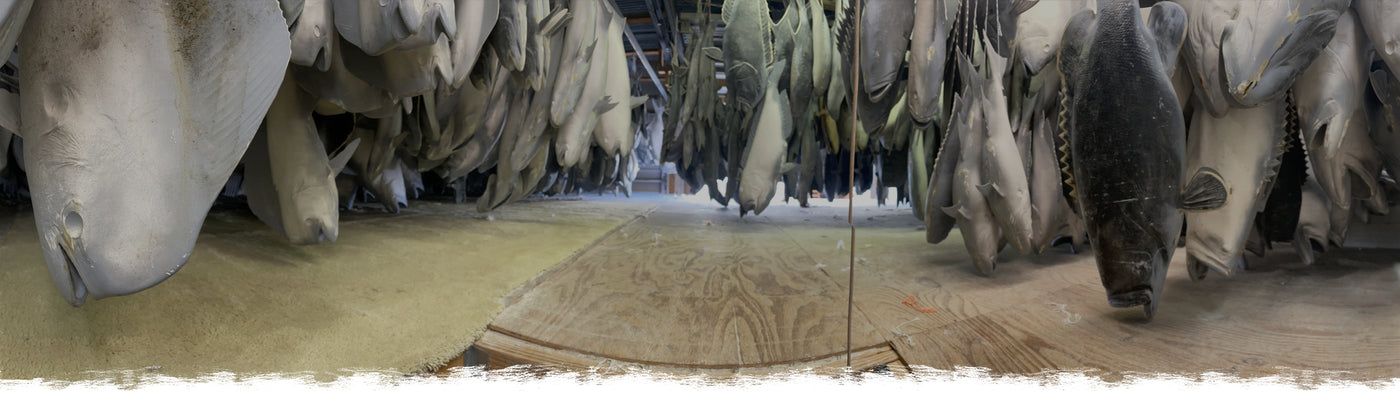 Fish Blanks, Standard | King Sailfish Mounts