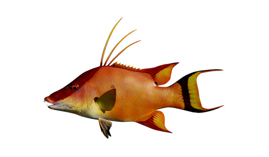 Hog Snapper Fish Mounts | King Sailfish Mounts