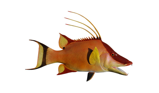 Hog Snapper Fish Mounts | King Sailfish Mounts