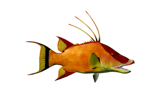 Hog Snapper Fish Mounts | King Sailfish Mounts