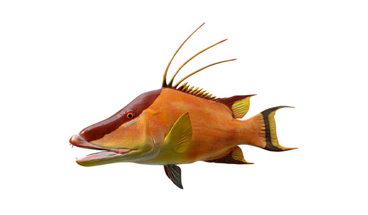 Hog Snapper Fish Mounts | King Sailfish Mounts