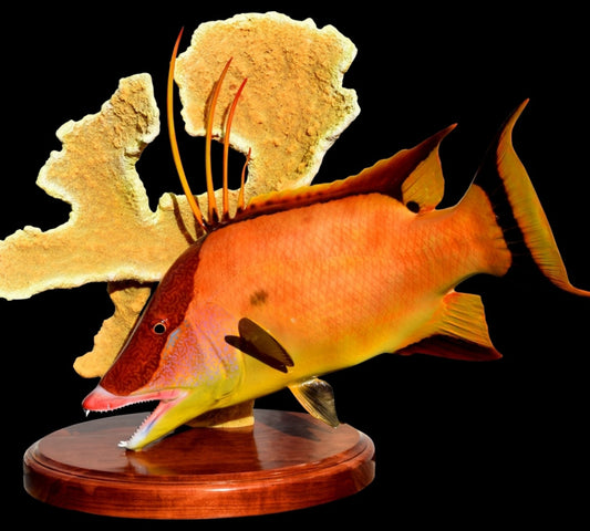 Hog Snapper Fish Mounts | King Sailfish Mounts