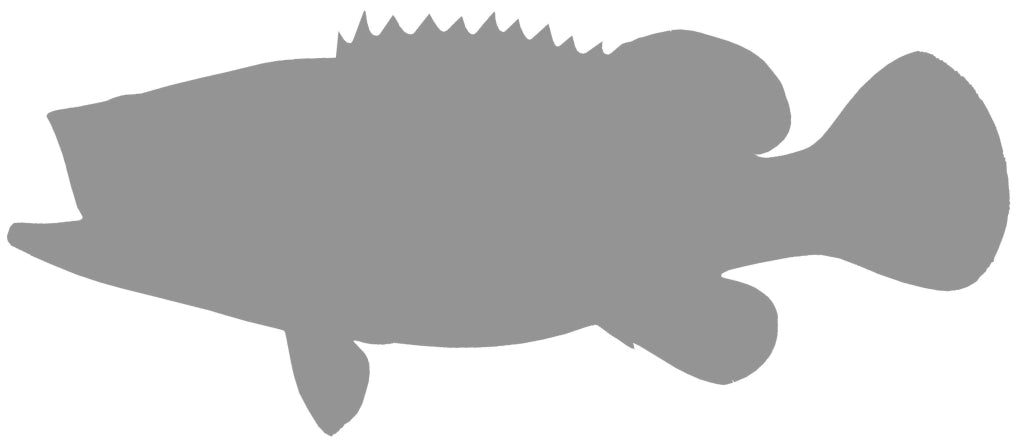 35-Inch Jewfish Blank Fish Mounts, Standard | King Sailfish Mounts