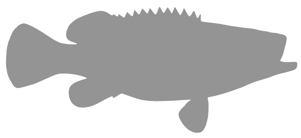 44-Inch Jewfish Blank Fish Mount, Standard | King Sailfish Mounts