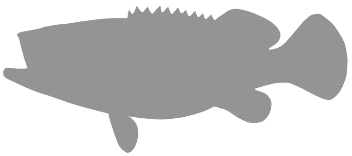 Jewfish Fish Blanks, Standard | King Sailfish Mounts