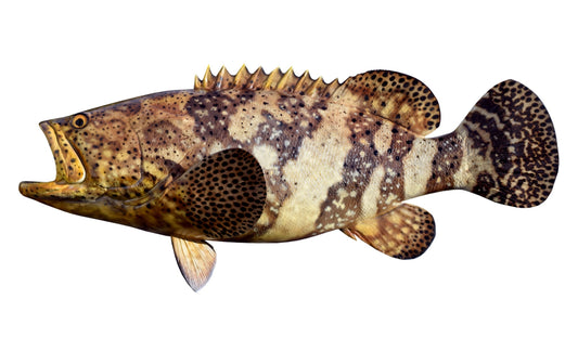 Jewfish Fish Mounts | King Sailfish Mounts