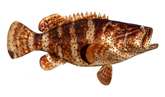 Jewfish Fish Mounts | King Sailfish Mounts