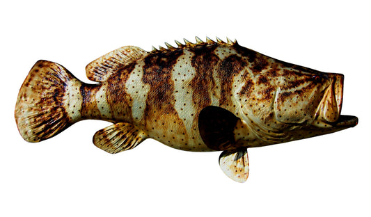 Jewfish Fish Mounts | King Sailfish Mounts