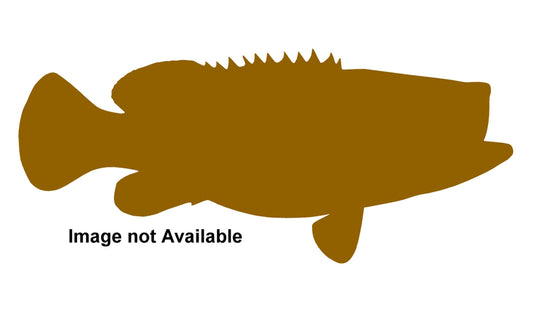 Jewfish Fish Mounts | King Sailfish Mounts