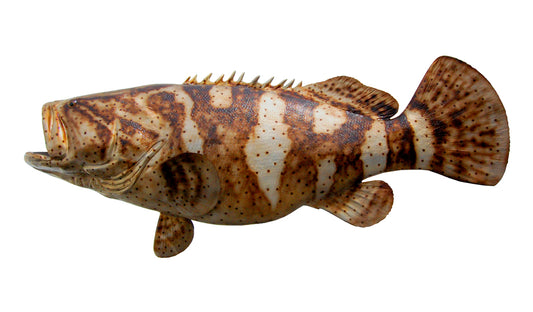 Jewfish Fish Mounts | King Sailfish Mounts