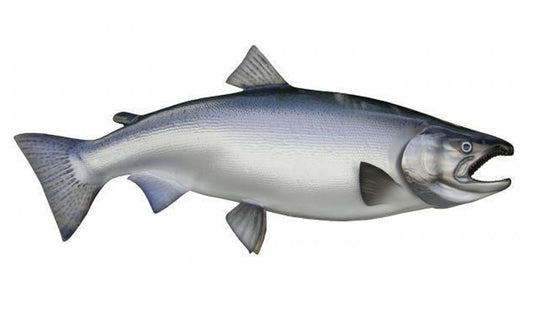 King Salmon Fish Mounts | King Sailfish Mounts