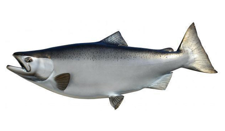 King Salmon Fish Mounts | King Sailfish Mounts