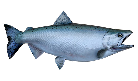 King Salmon Fish Mounts | King Sailfish Mounts