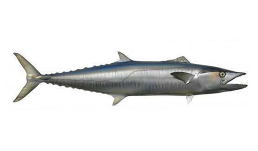 Kingfish Fish Mounts | King Sailfish Mounts