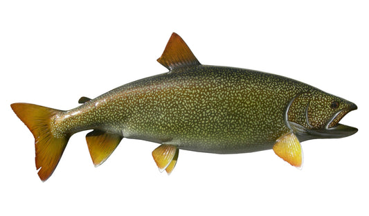 Lake Trout Fish Mounts | King Sailfish Mounts