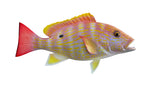 18-Inch Lane Snapper Fish Mount | King Sailfish Mounts