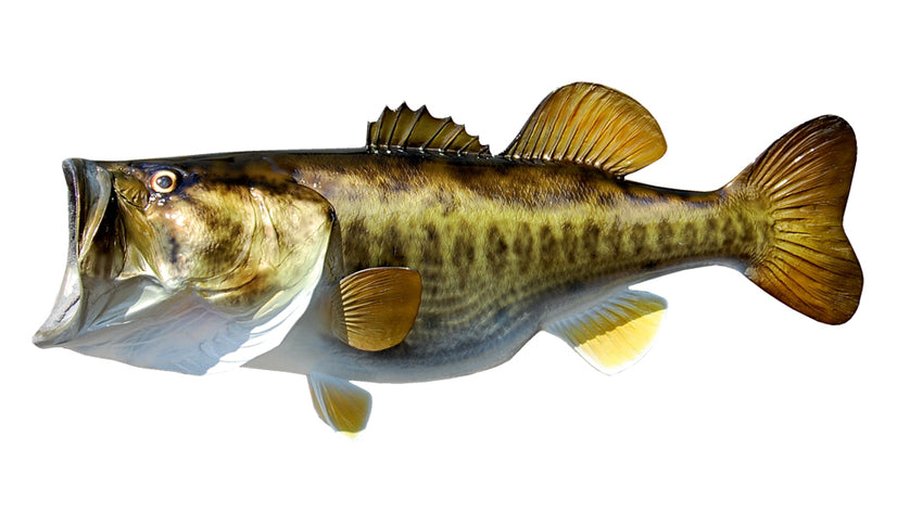 Largemouth Bass 2jpg 12 Largemouth Bass | Real VR Fishing Wiki