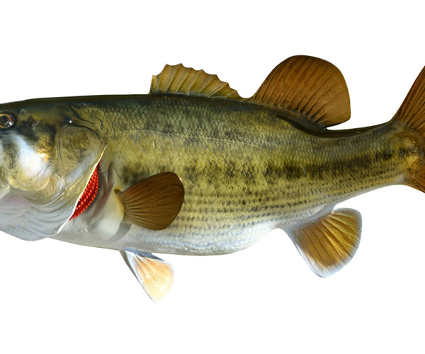 Largemouth Bass Teeth How To Catch Smallmouth Bass In Spring Orvis