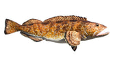 Lingcod Fish Mounts | King Sailfish Mounts