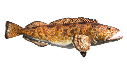 Lingcod Fish Mounts | King Sailfish Mounts