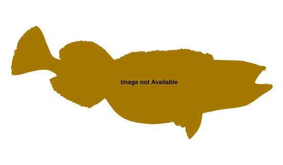 Lingcod Fish Mounts | King Sailfish Mounts