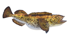 Lingcod Fish Mounts | King Sailfish Mounts