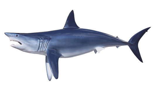 Mako Shark Fish Mounts | King Sailfish Mounts