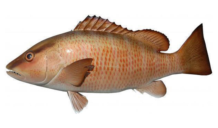 Mangrove Snapper Fish Mounts | King Sailfish Mounts