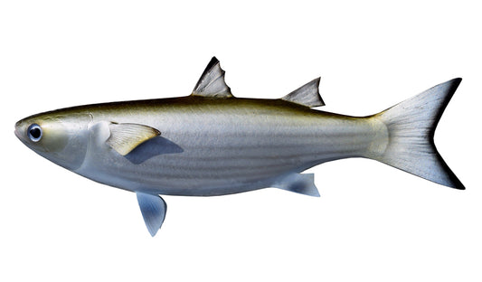 Baitfish Mounts | King Sailfish Mounts