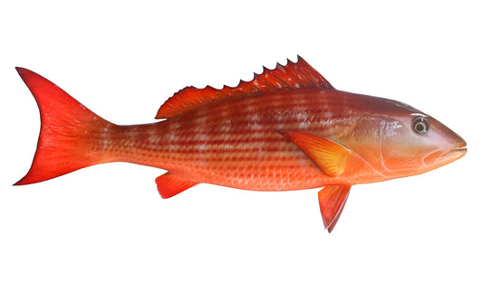 Mullet Snapper Fish Mounts | King Sailfish Mounts