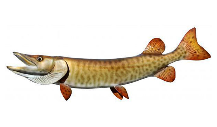 Muskie Fish Mounts | King Sailfish Mounts